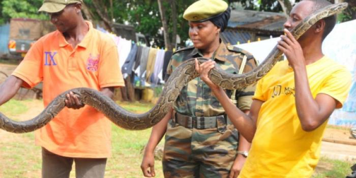 Huge Python Slithers Into Nairobi Estate Amidst Shaken Residents